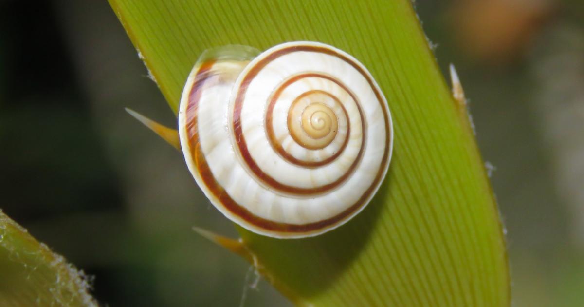 Sitala #173614 - Biofaces - Bring Nature Closer