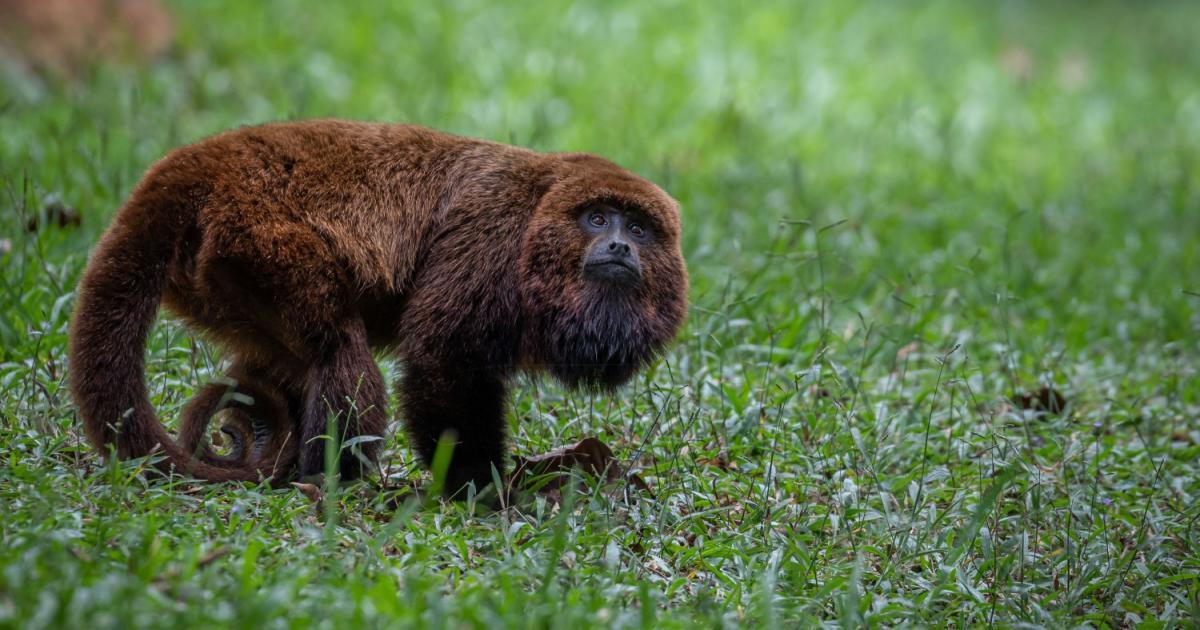 Bugio #173651 - Biofaces - Bring Nature Closer