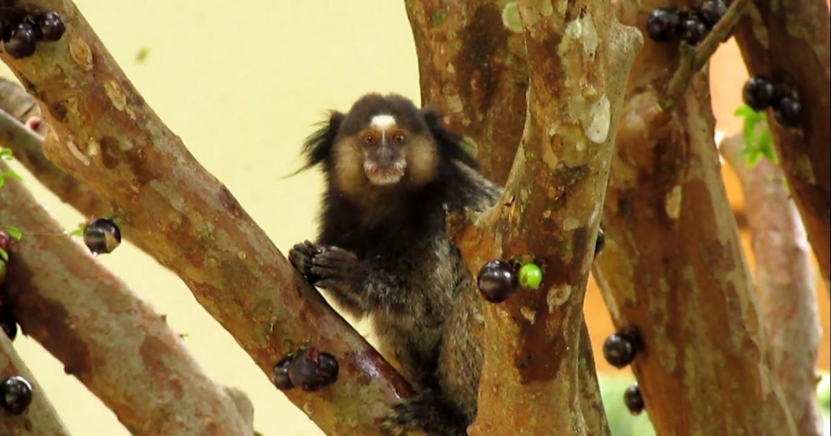 Mico-estrela #173710 - Biofaces - Bring Nature Closer