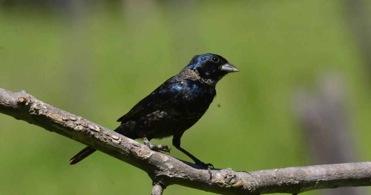 Tiziu #173893 - Biofaces - Bring Nature Closer