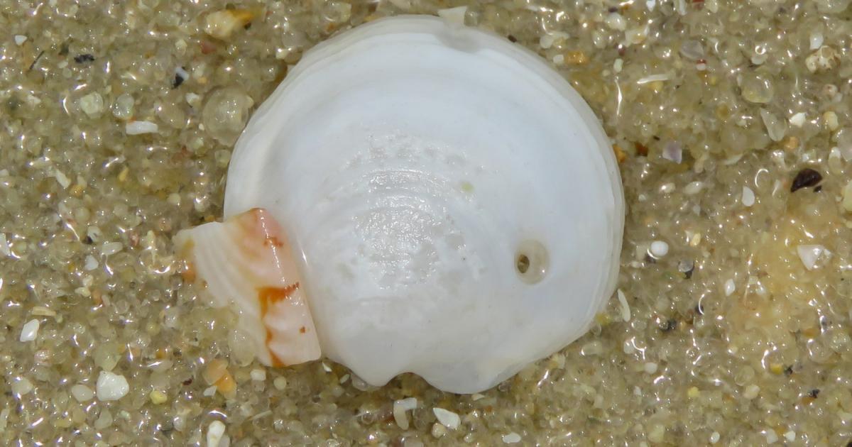 Anodontia #173981 - Biofaces - Bring Nature Closer