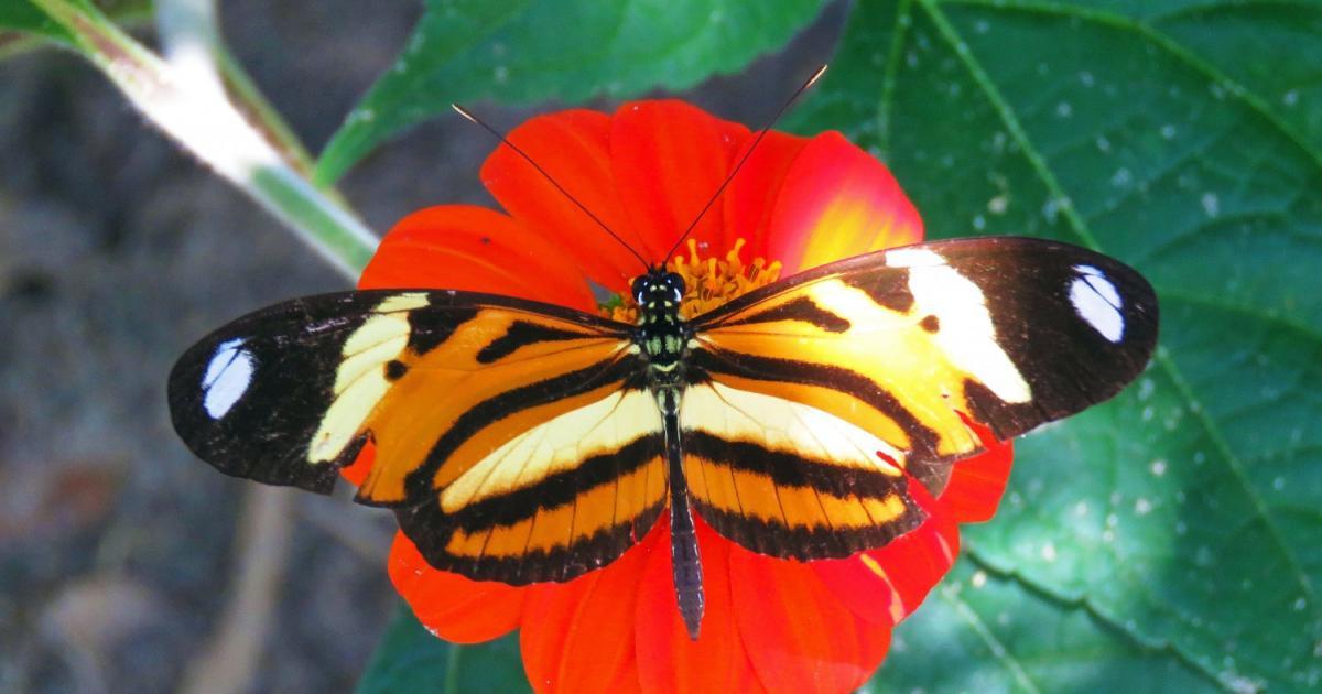 Heliconius #174281 - Biofaces - Bring Nature Closer