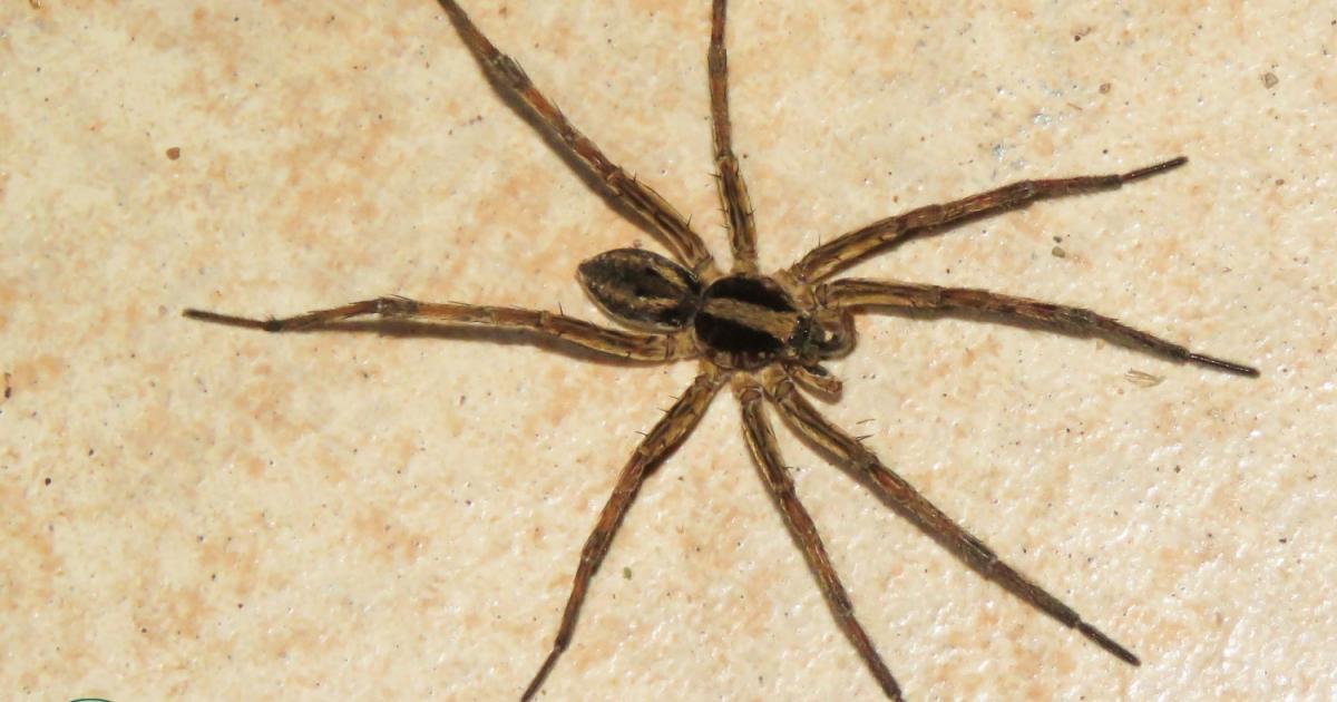 Ctenus #174612 - Biofaces - Bring Nature Closer