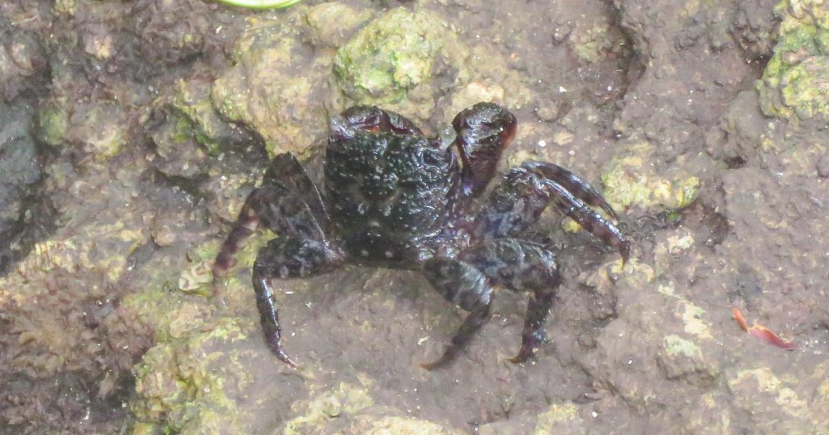 Grapsidae #174655 - Biofaces - Bring Nature Closer