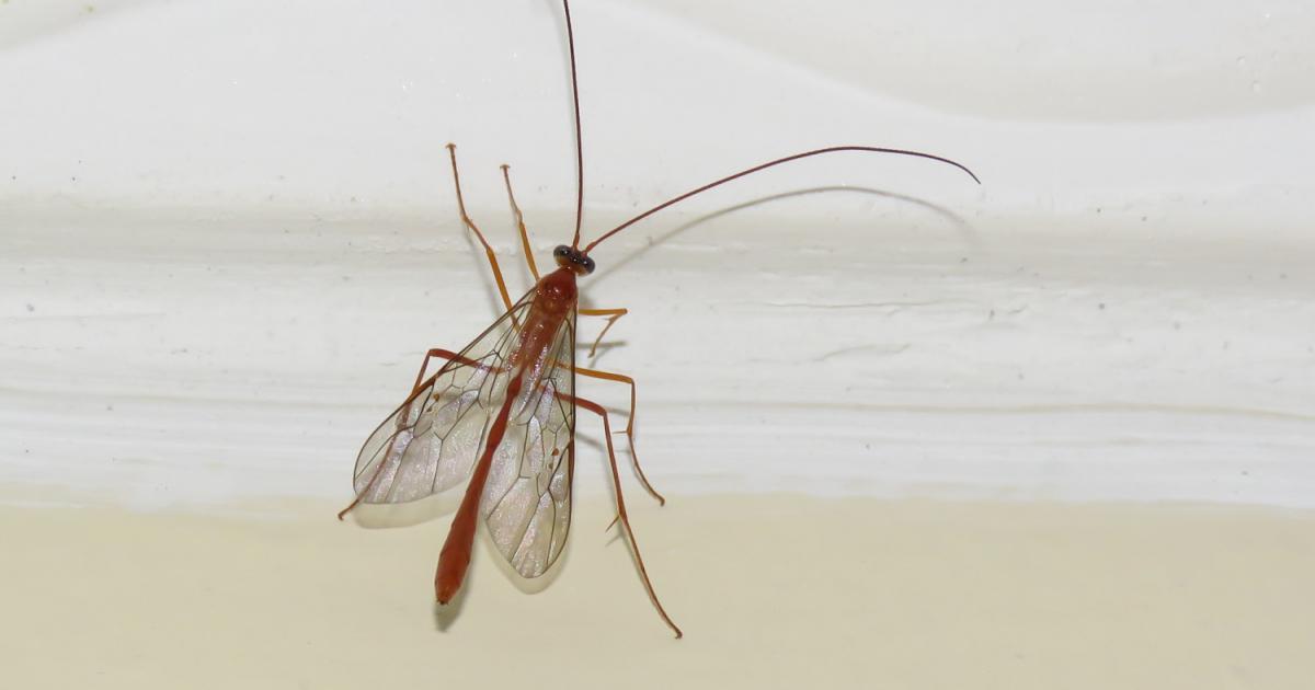 Enicospilus #174738 - Biofaces - Bring Nature Closer