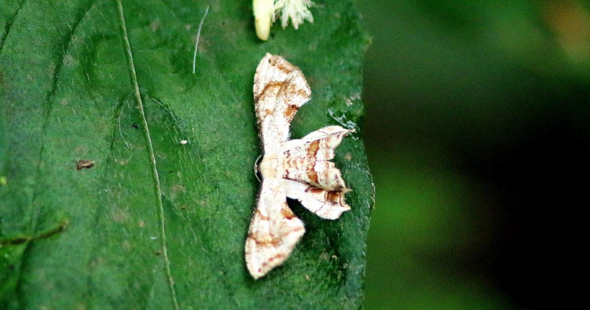 Mariposa-epiplema #174759 - Biofaces - Bring Nature Closer