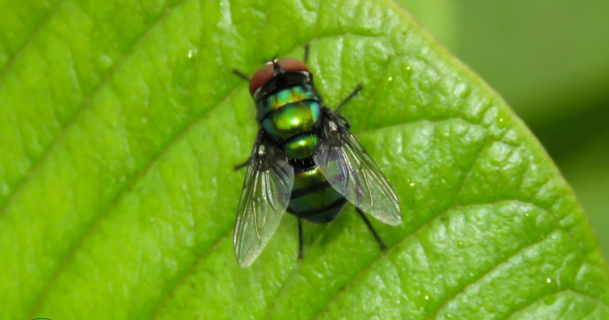 Chrysomya #175100 - Biofaces - Bring Nature Closer