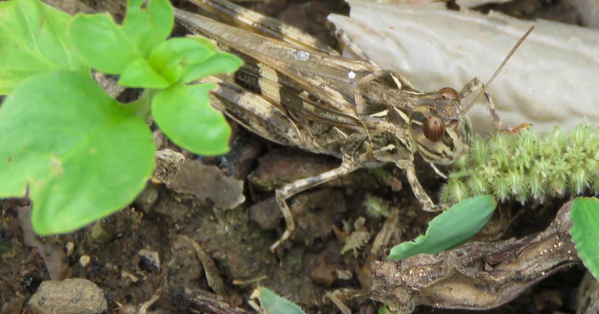 Oedaleus #175300 - Biofaces - Bring Nature Closer