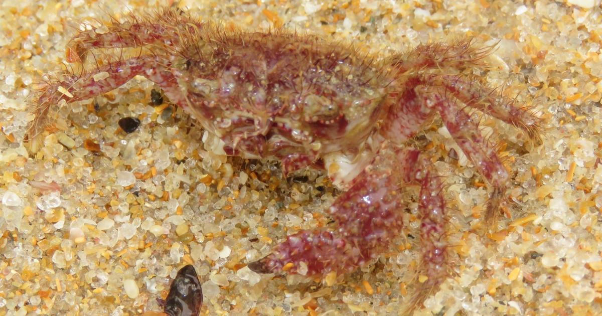 Pilumnus'dasypodus #175349 - Biofaces - Bring Nature Closer