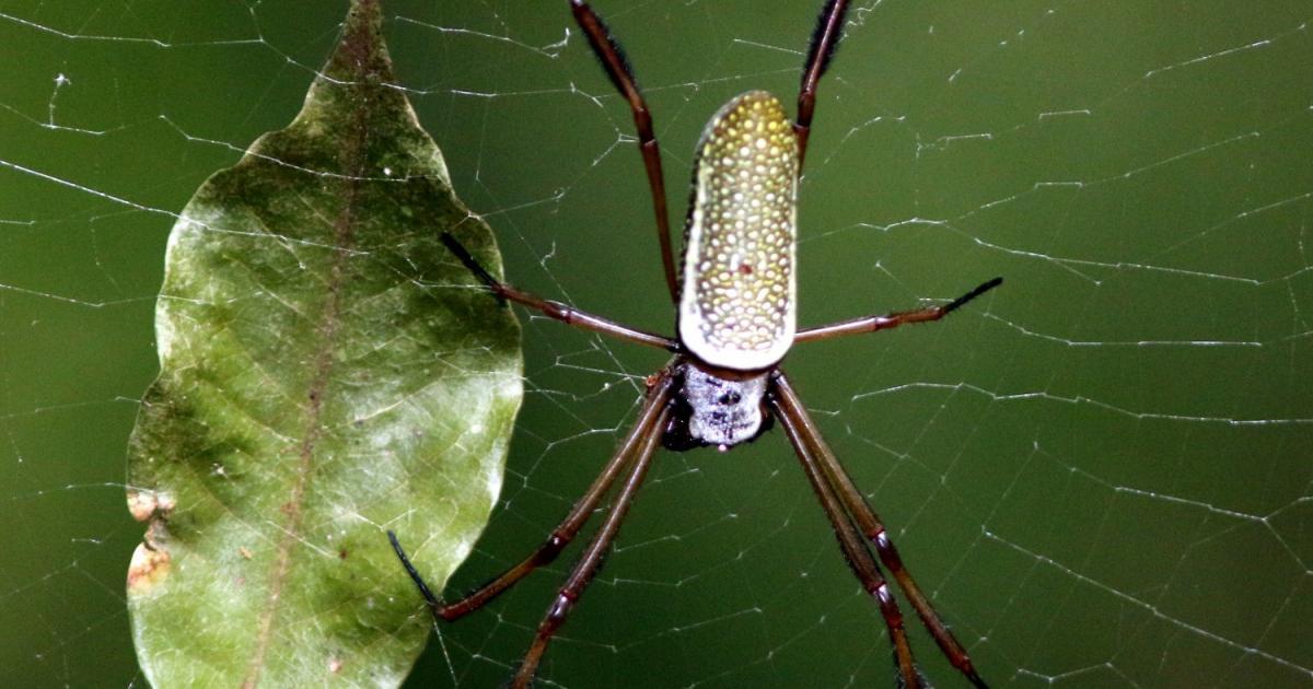 Triconephila #175695 - Biofaces - Bring Nature Closer