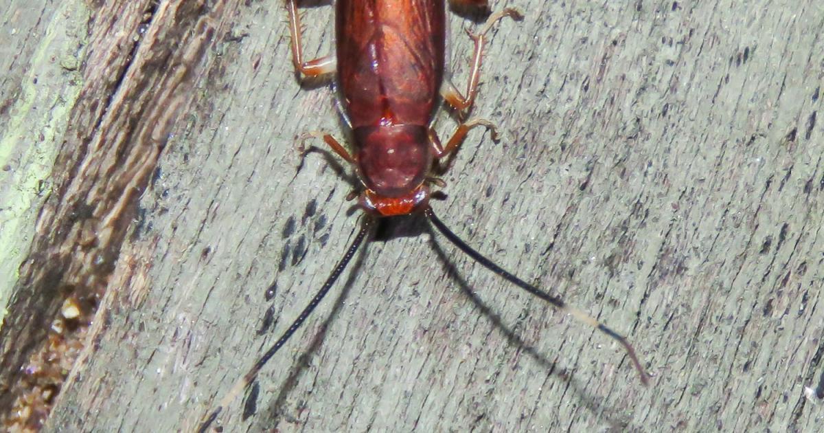 Melyroidea #175888 - Biofaces - Bring Nature Closer