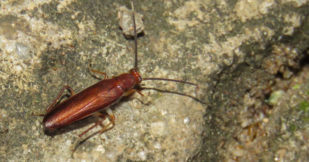 Melyroidea #175889 - Biofaces - Bring Nature Closer