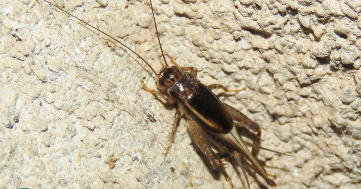 Teleogryllus #176014 - Biofaces - Bring Nature Closer