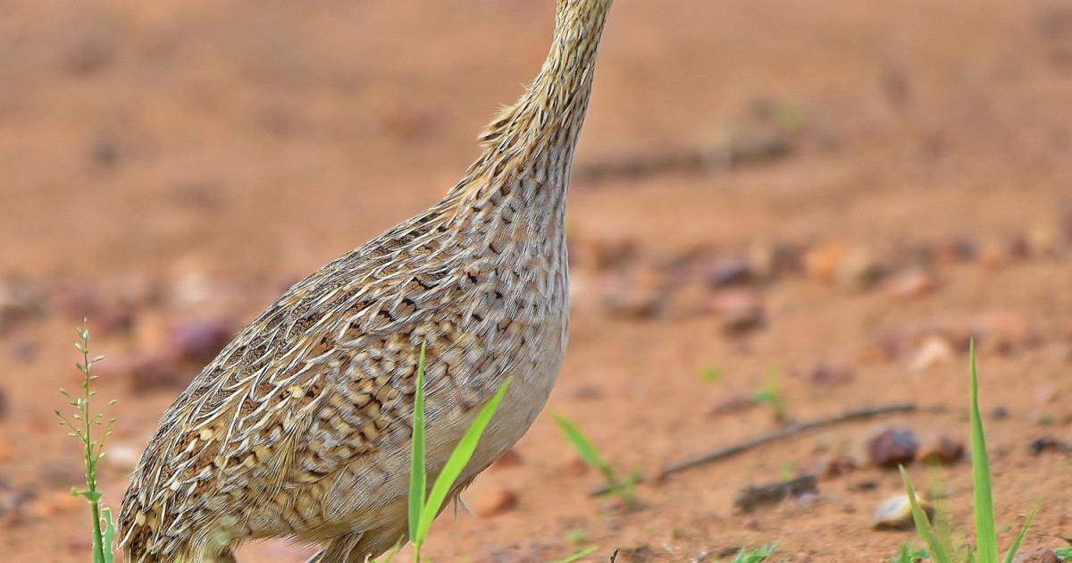 Codorna #176090 - Biofaces - Bring Nature Closer