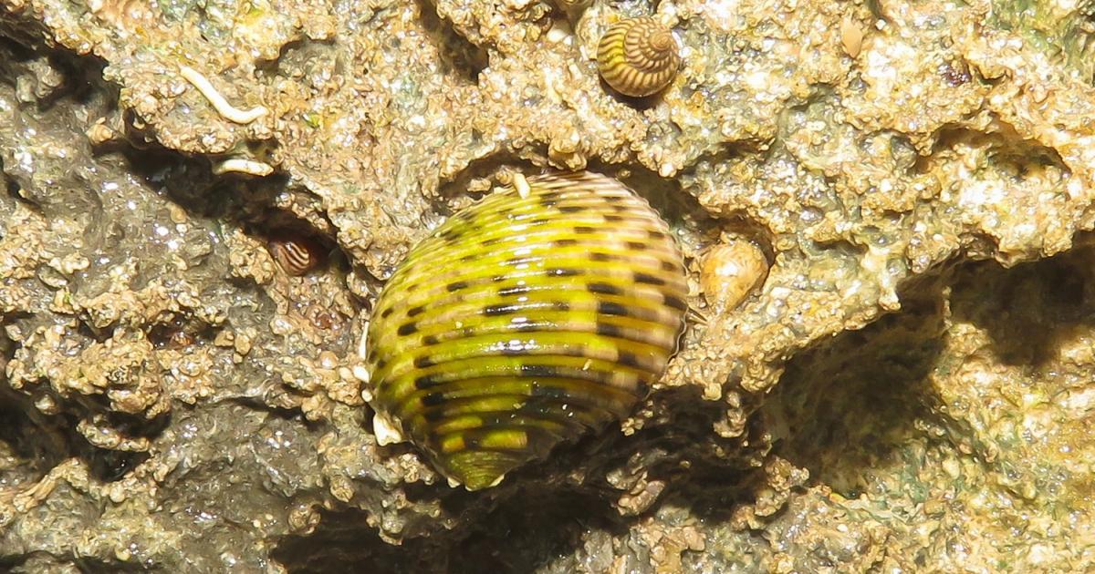 Nerita #176157 - Biofaces - Bring Nature Closer