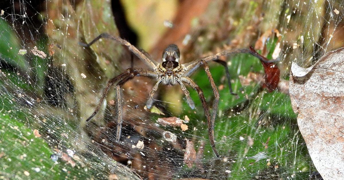 Aranha-lobo-teia-de-funil #176164 - Biofaces - Bring Nature Closer