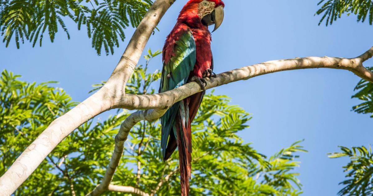 Arara #176489 - Biofaces - Bring Nature Closer