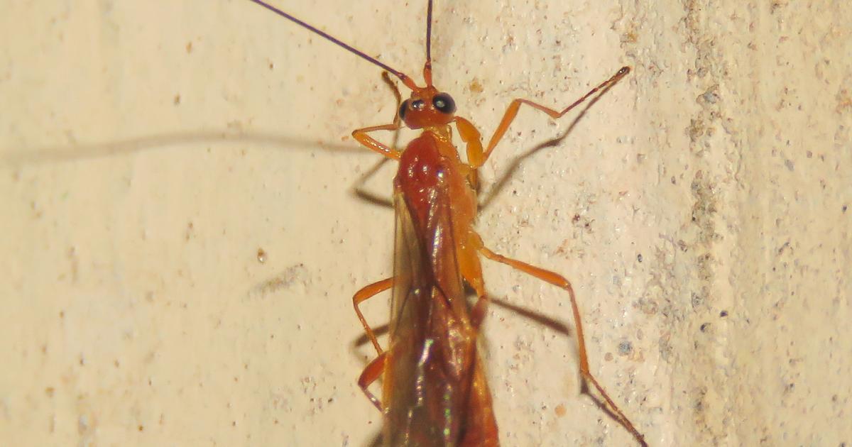 Netelia #176515 - Biofaces - Bring Nature Closer