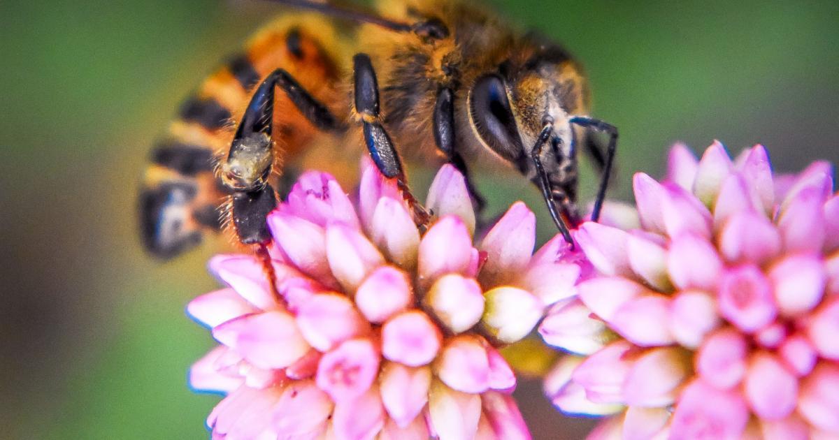 Apis #176615 - Biofaces - Bring Nature Closer