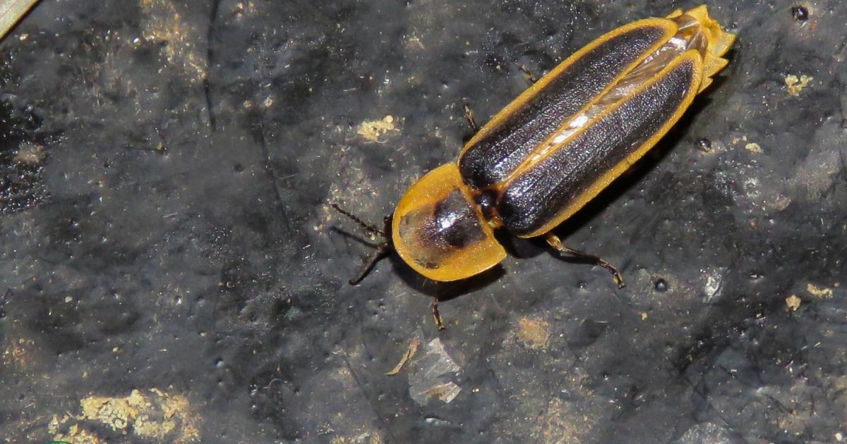 Diaphanes #176725 - Biofaces - Bring Nature Closer