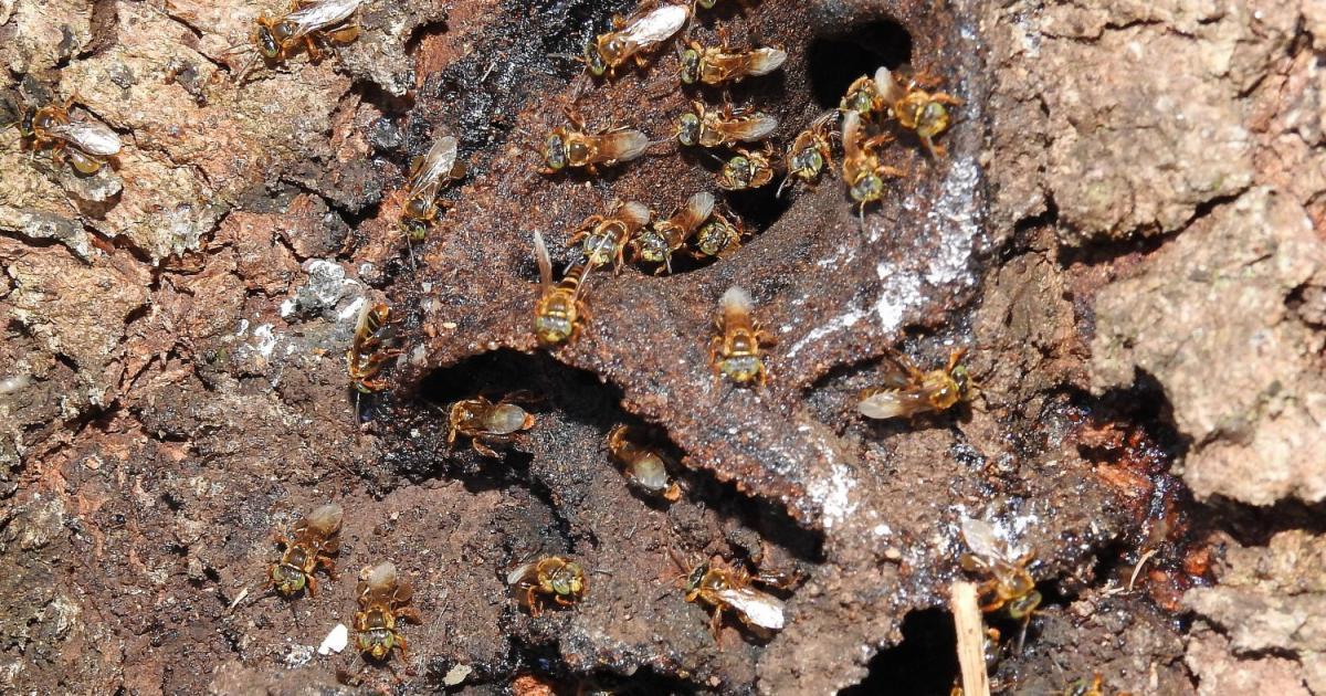 Tetragona #176750 - Biofaces - Bring Nature Closer