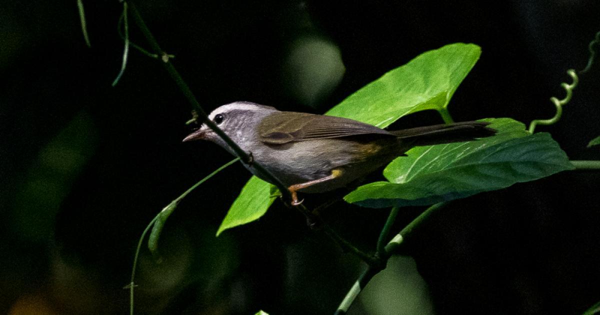 Pula-pula #176766 - Biofaces - Bring Nature Closer