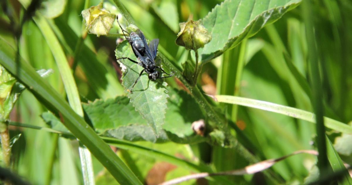 Mosca-cavalo-do-cão #176817 - Biofaces - Bring Nature Closer