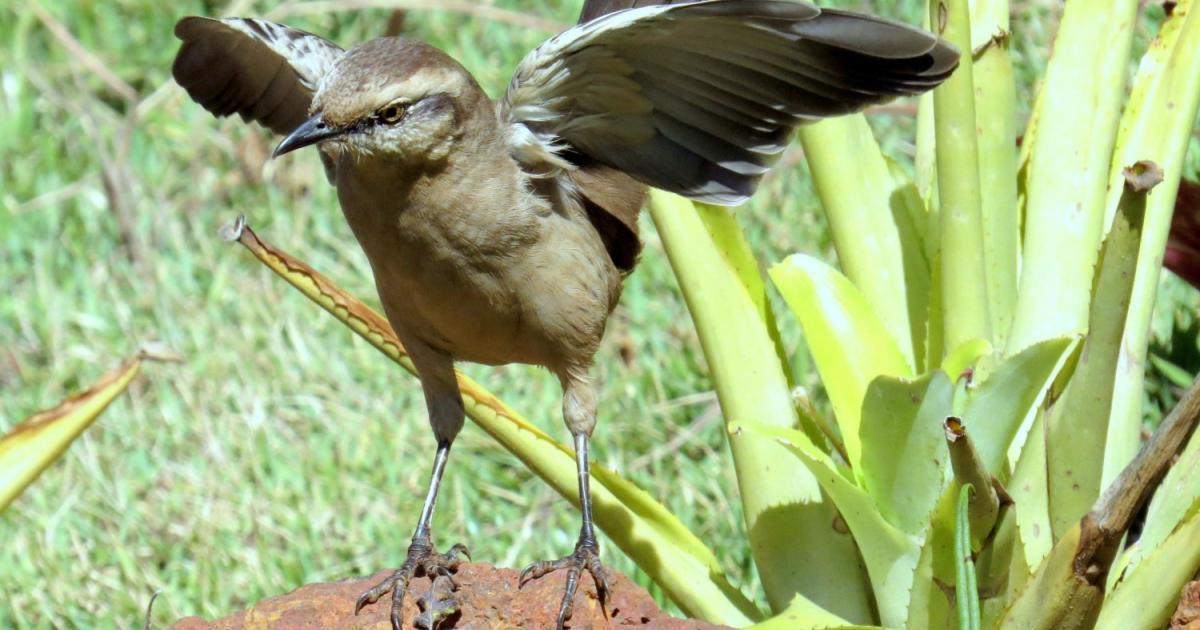 mimus #176932 - Biofaces - Bring Nature Closer