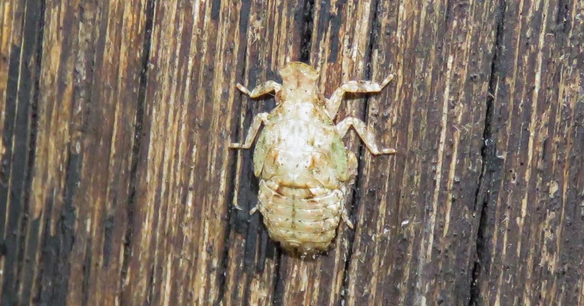 Exúvia #177053 - Biofaces - Bring Nature Closer