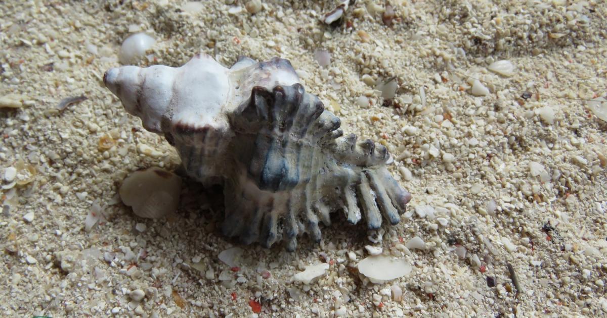 Chicoreus #177131 - Biofaces - Bring Nature Closer