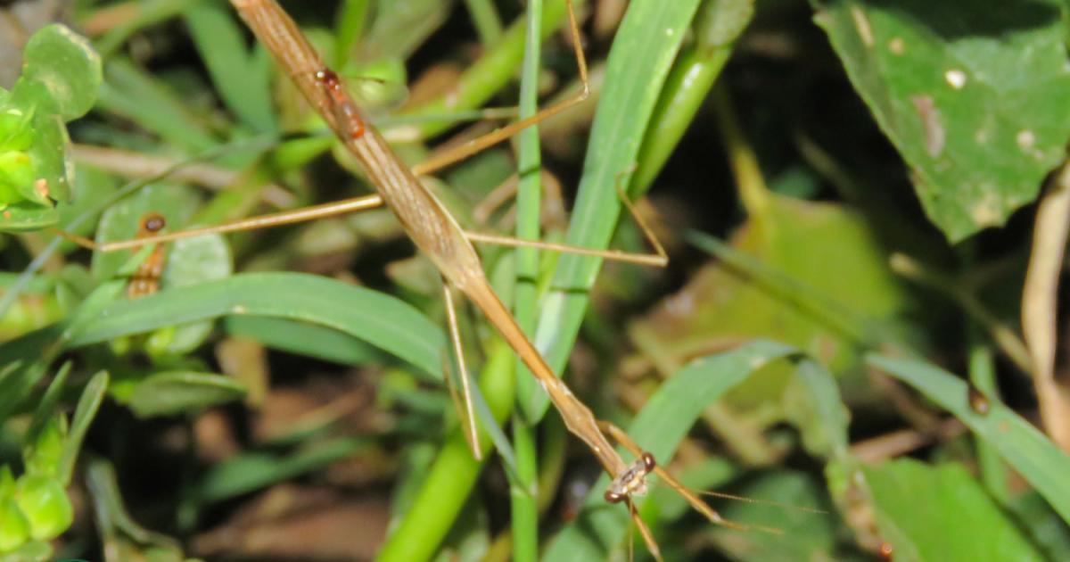 Hoplocoryphella #177289 - Biofaces - Bring Nature Closer