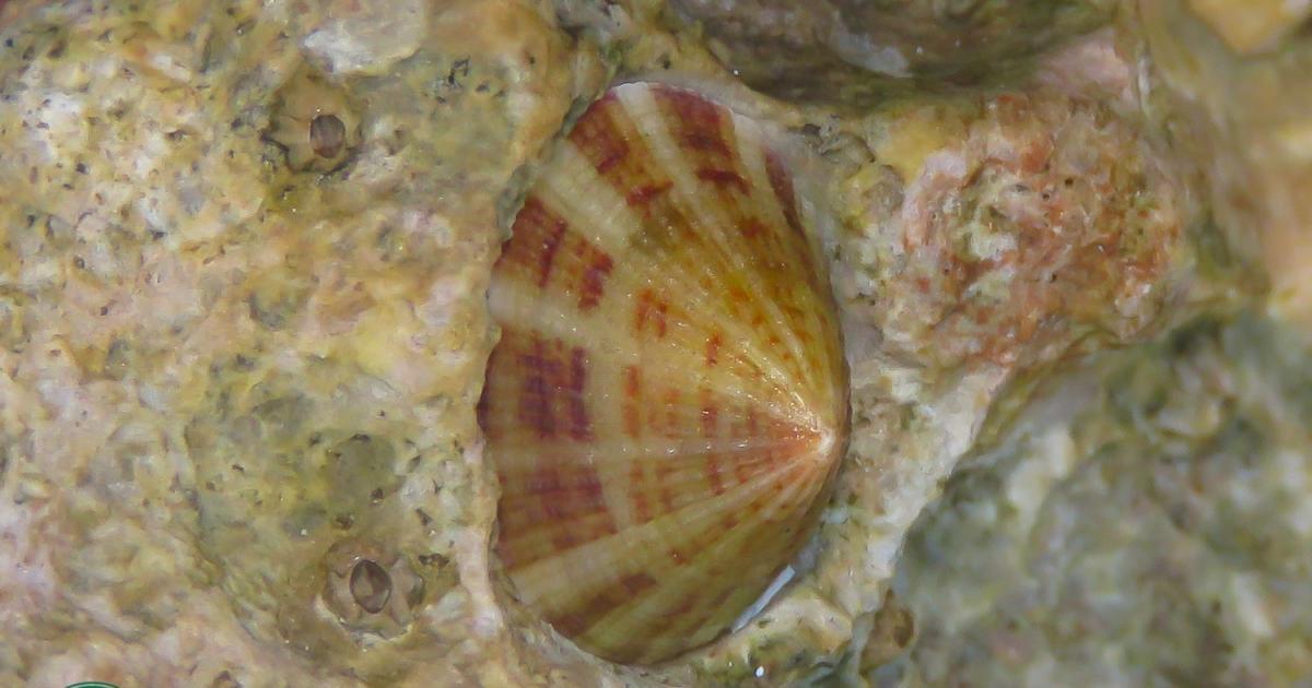 Patella #177309 - Biofaces - Bring Nature Closer