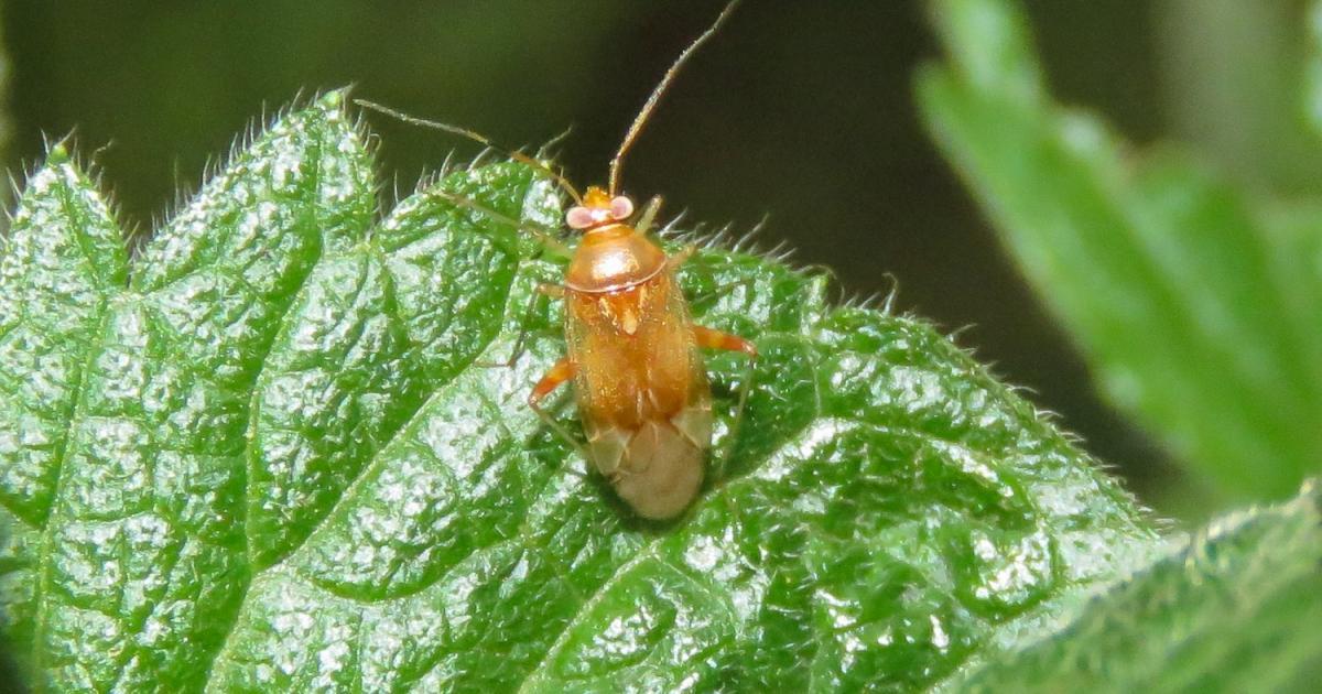 Pinalitus #177317 - Biofaces - Bring Nature Closer