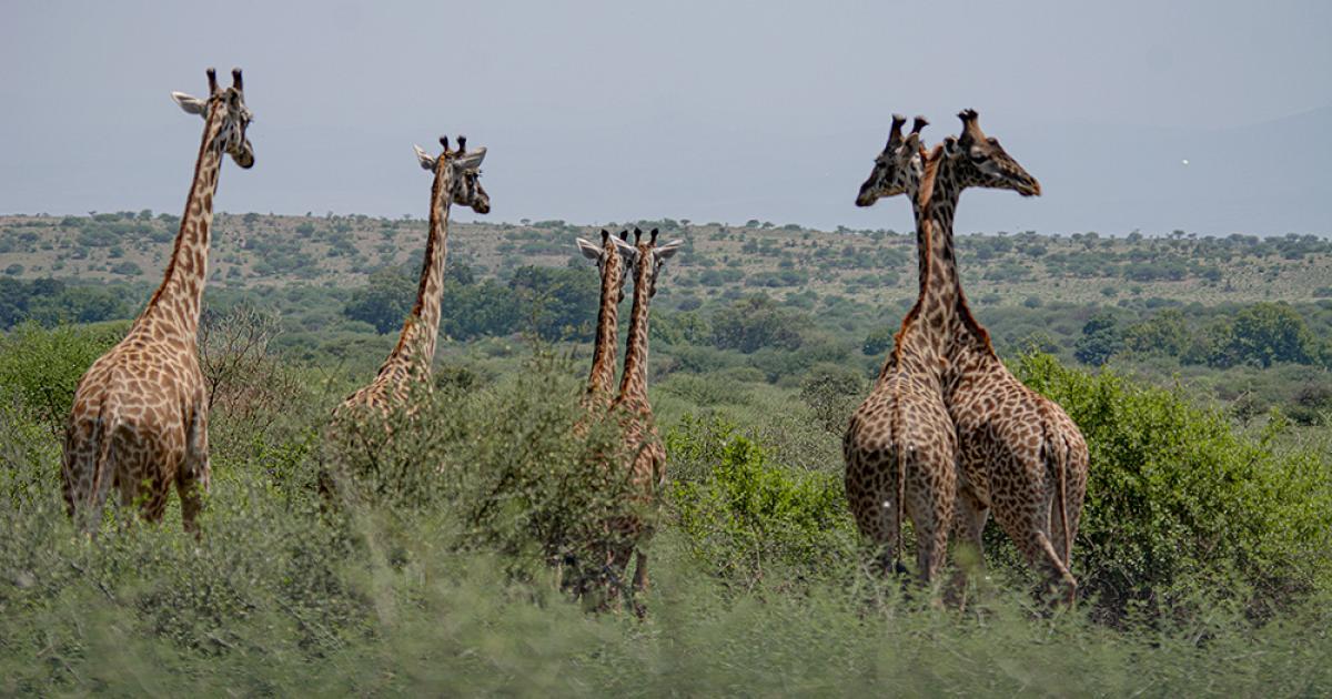 Girafa #177579 - Biofaces - Bring Nature Closer