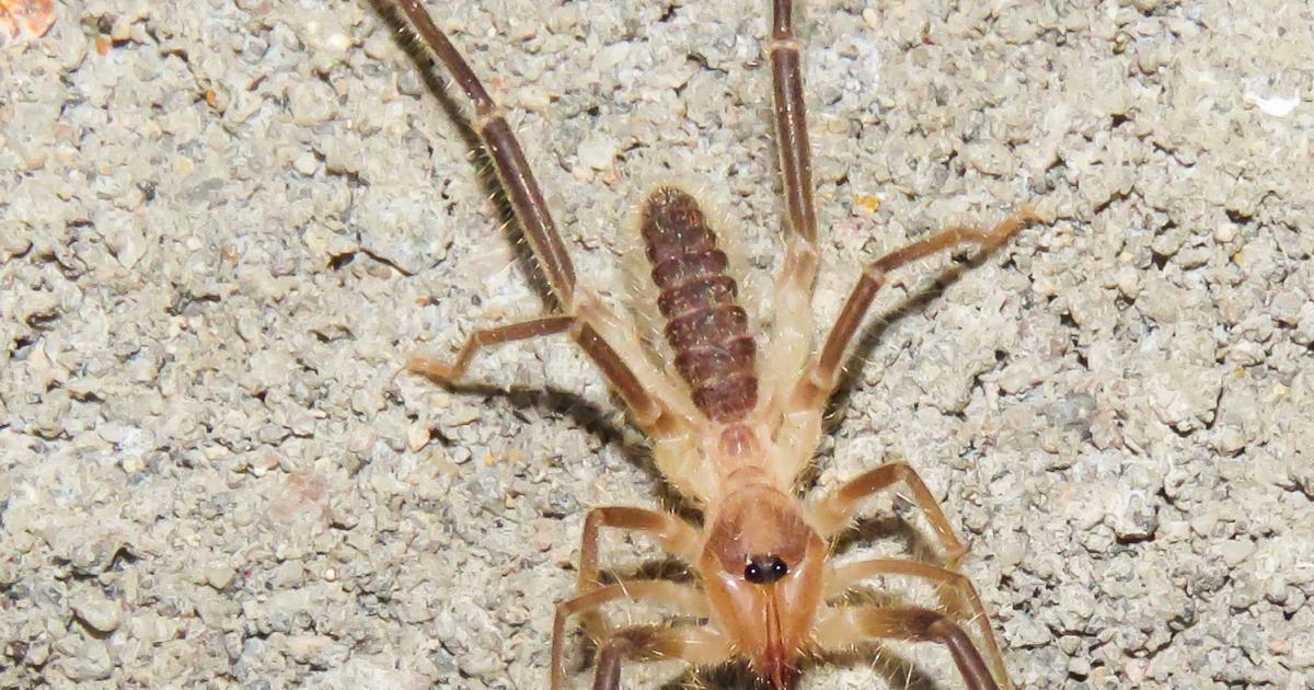 Alchetron #177624 - Biofaces - Bring Nature Closer