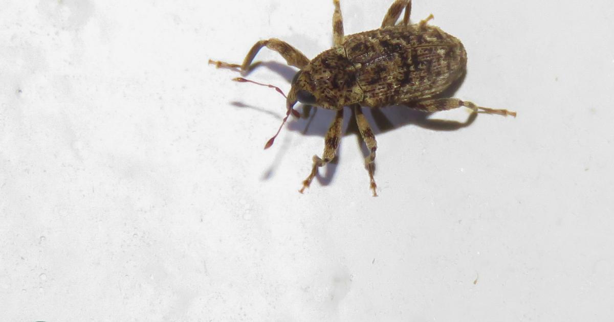 Conotrachelus #177767 - Biofaces - Bring Nature Closer