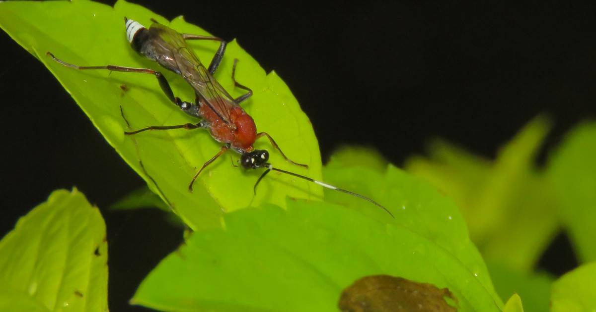 Cryptinae #177770 - Biofaces - Bring Nature Closer