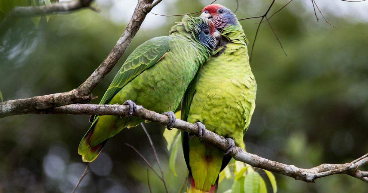 Papagaio #177789 - Biofaces - Bring Nature Closer