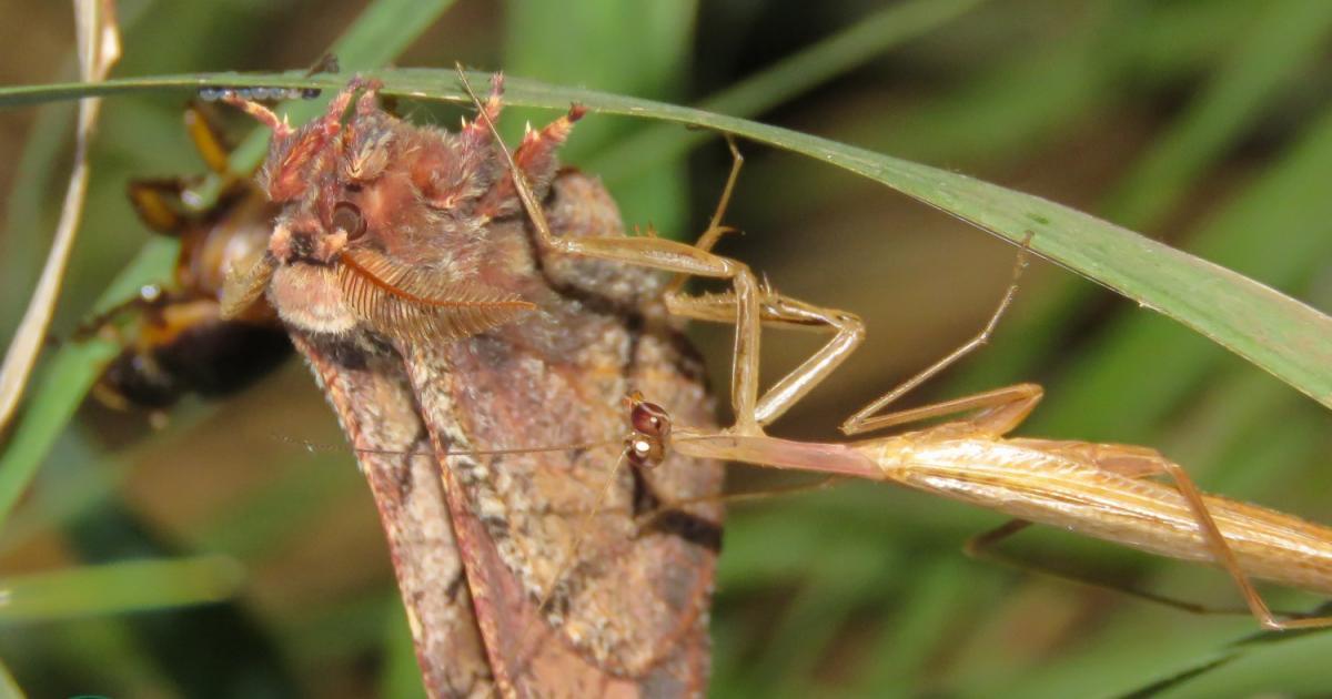 Miomantis #177849 - Biofaces - Bring Nature Closer