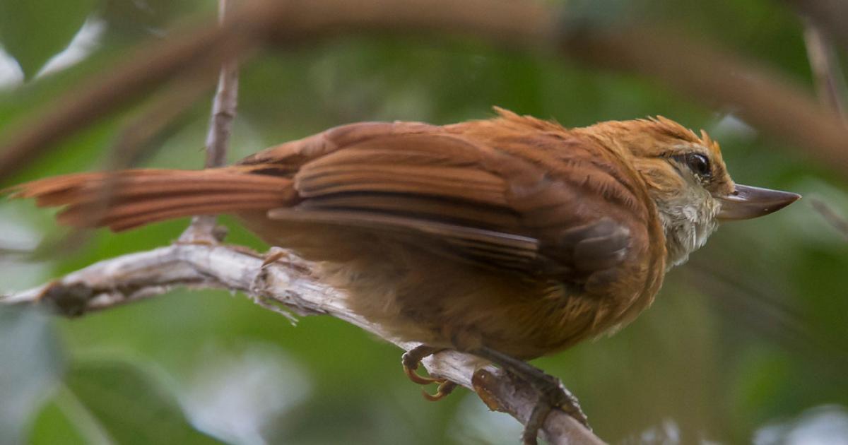 Bico #177870 - Biofaces - Bring Nature Closer