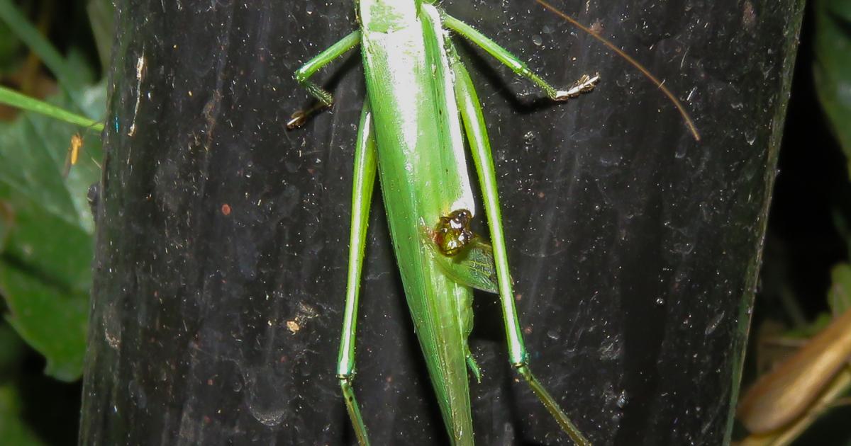 Ruspolia #177894 - Biofaces - Bring Nature Closer