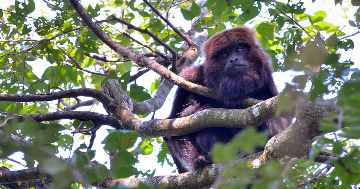 Bugio #177955 - Biofaces - Bring Nature Closer