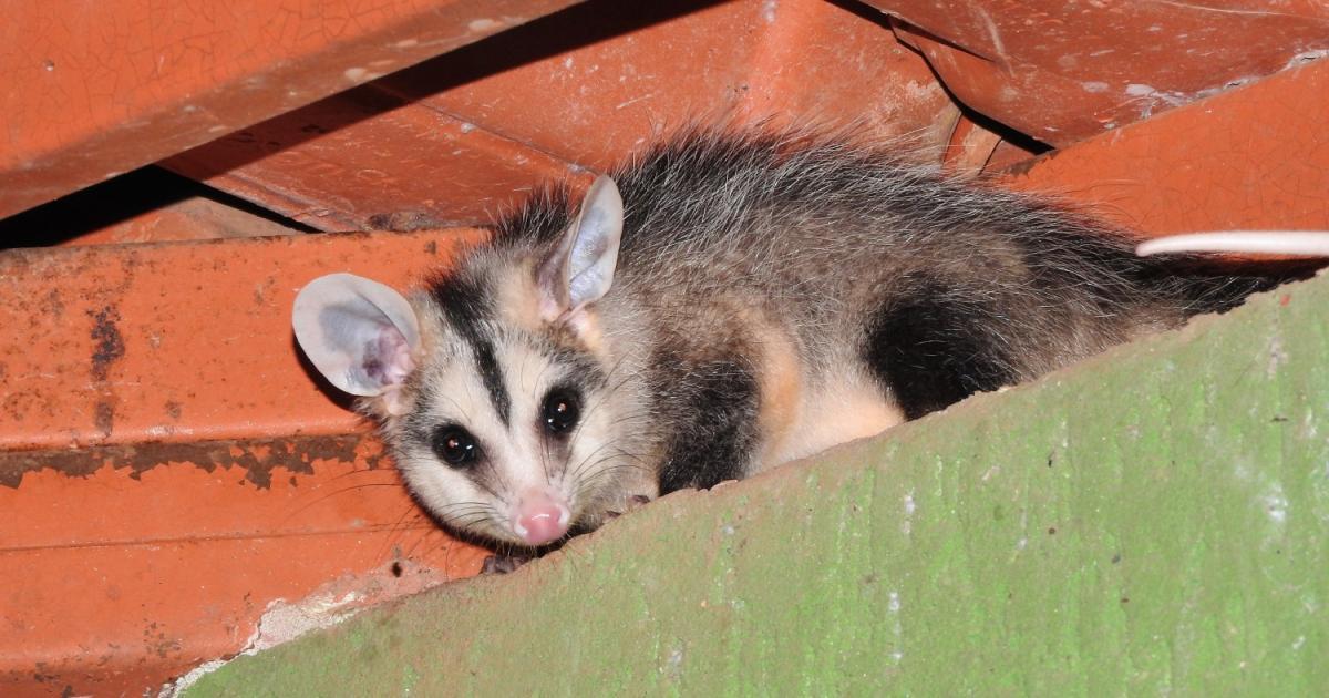 Gambá #178039 - Biofaces - Bring Nature Closer