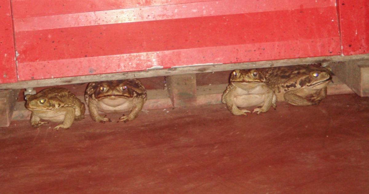 Sapo #178048 - Biofaces - Bring Nature Closer