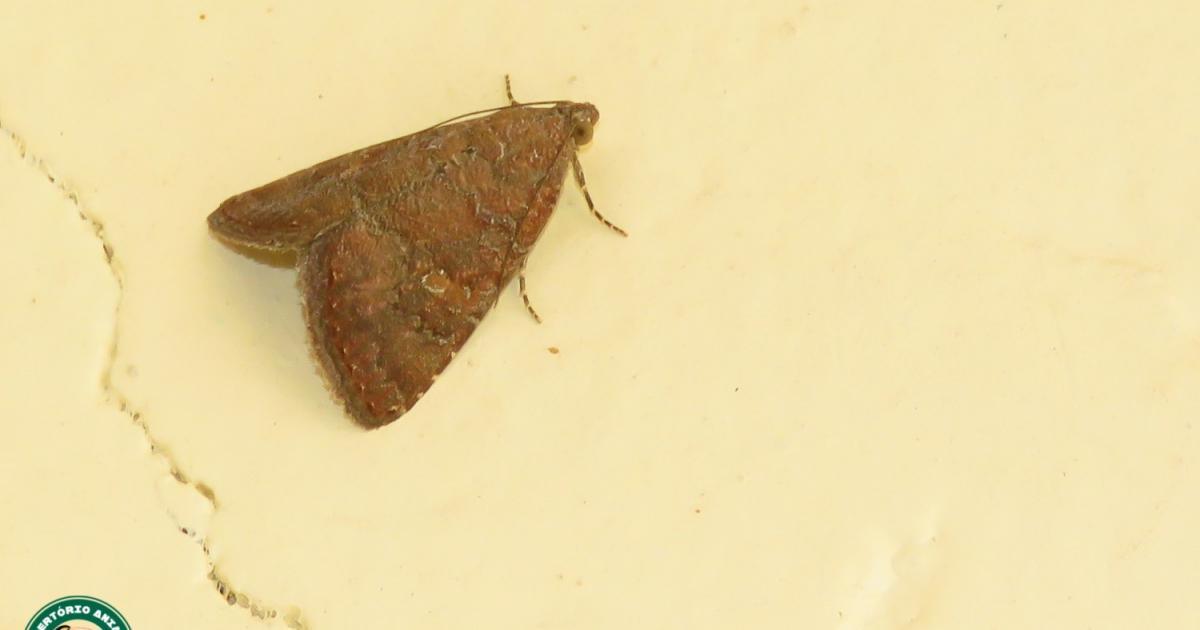 Achaea #178093 - Biofaces - Bring Nature Closer