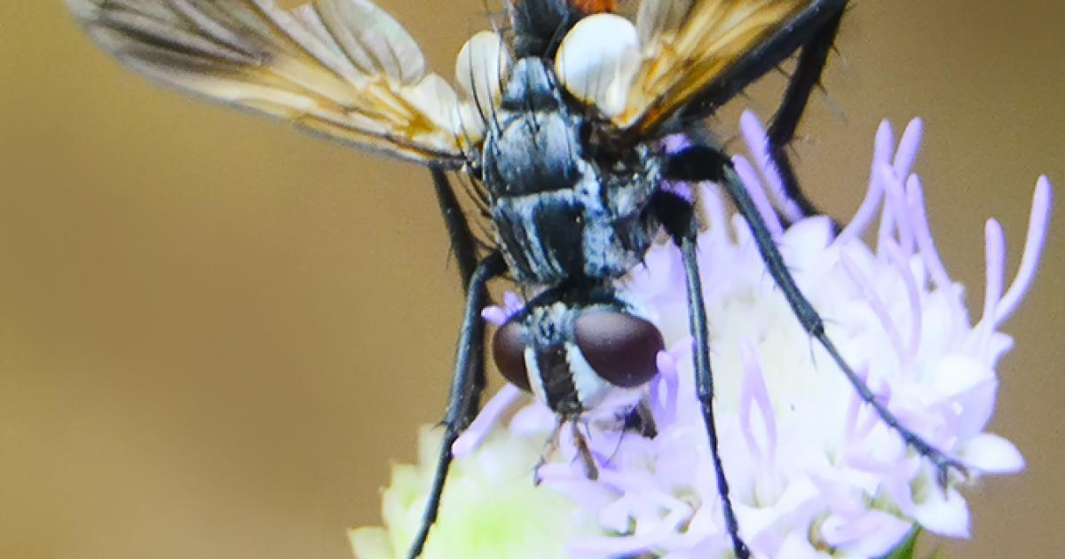 Mosca-Parasitoide #178163 - Biofaces - Bring Nature Closer