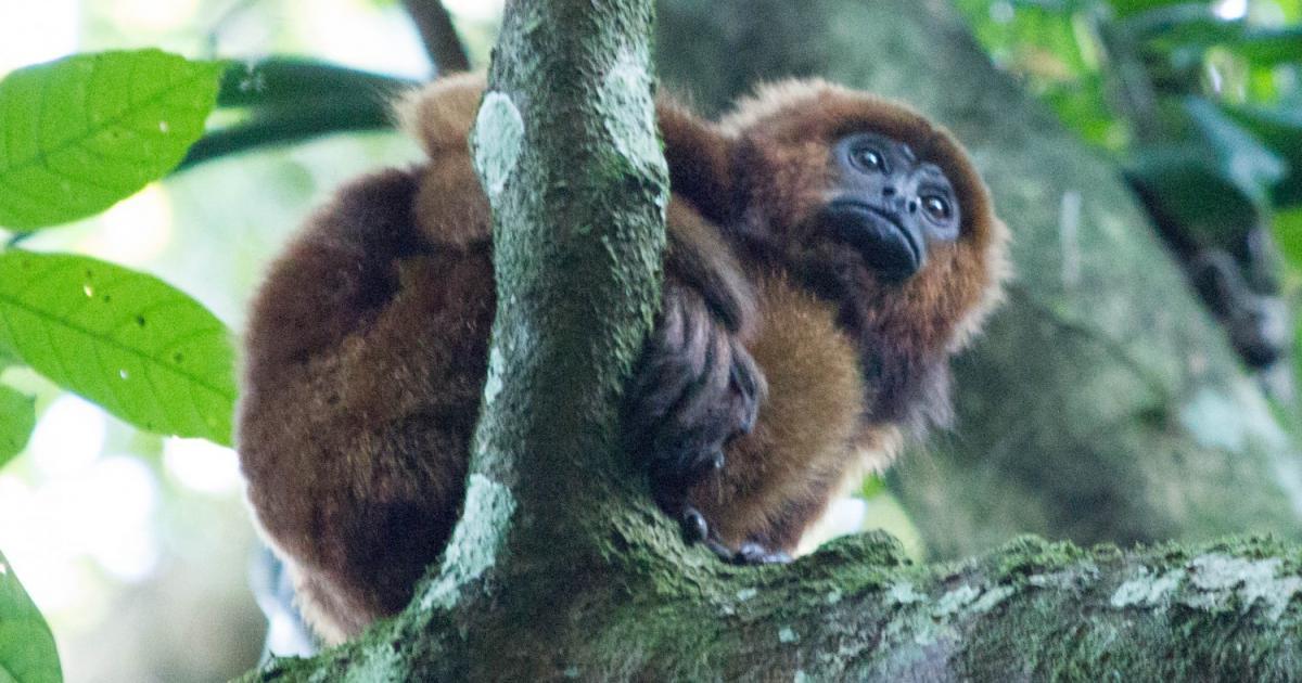 Macaco #178227 - Biofaces - Bring Nature Closer