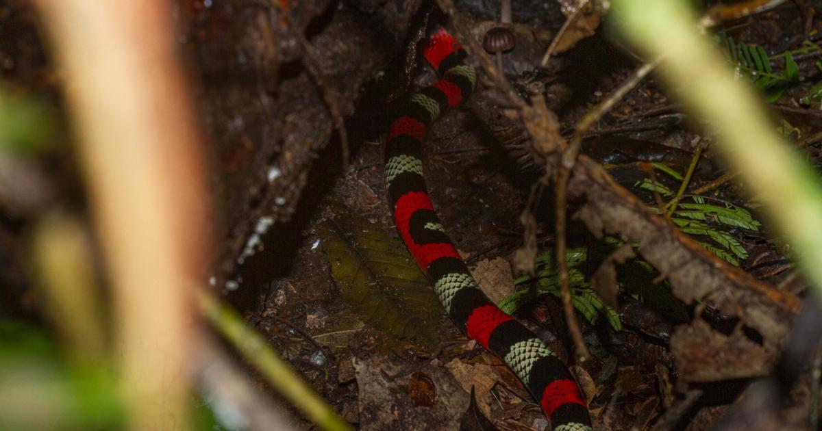 falsa-coral #178272 - Biofaces - Bring Nature Closer