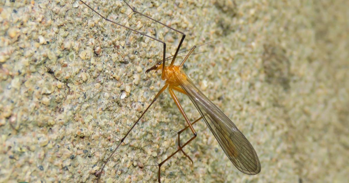 Bittacus #178314 - Biofaces - Bring Nature Closer