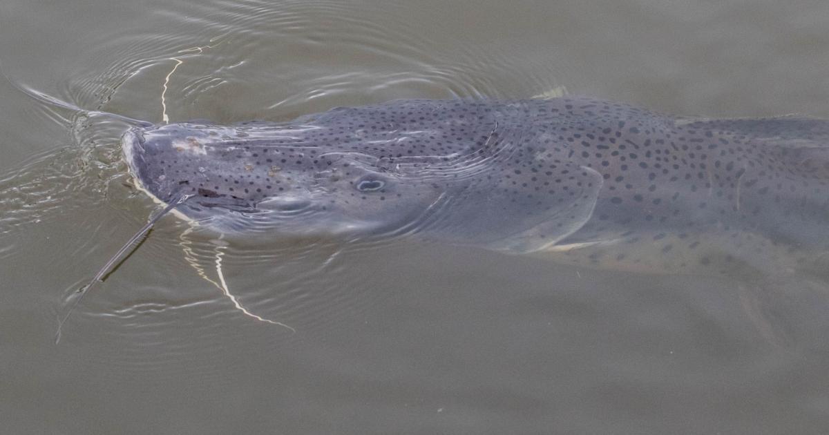 Surubim #178335 - Biofaces - Bring Nature Closer